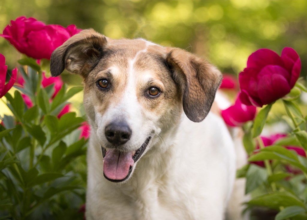 5 Ways for Better Photos of Your Dog - Heather Huffman Photography